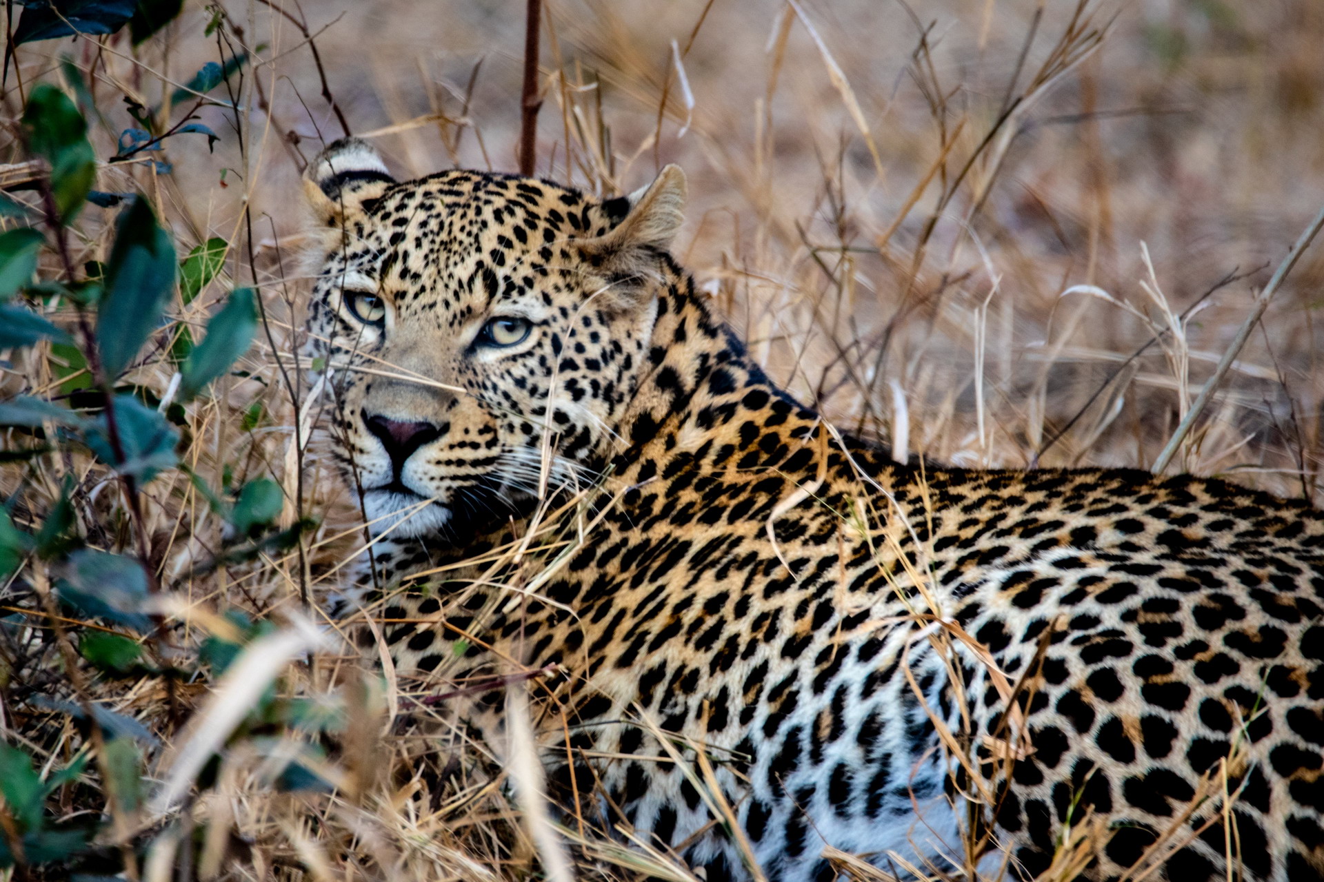 OnlyAnimals Foundation – Campaigns and petitions